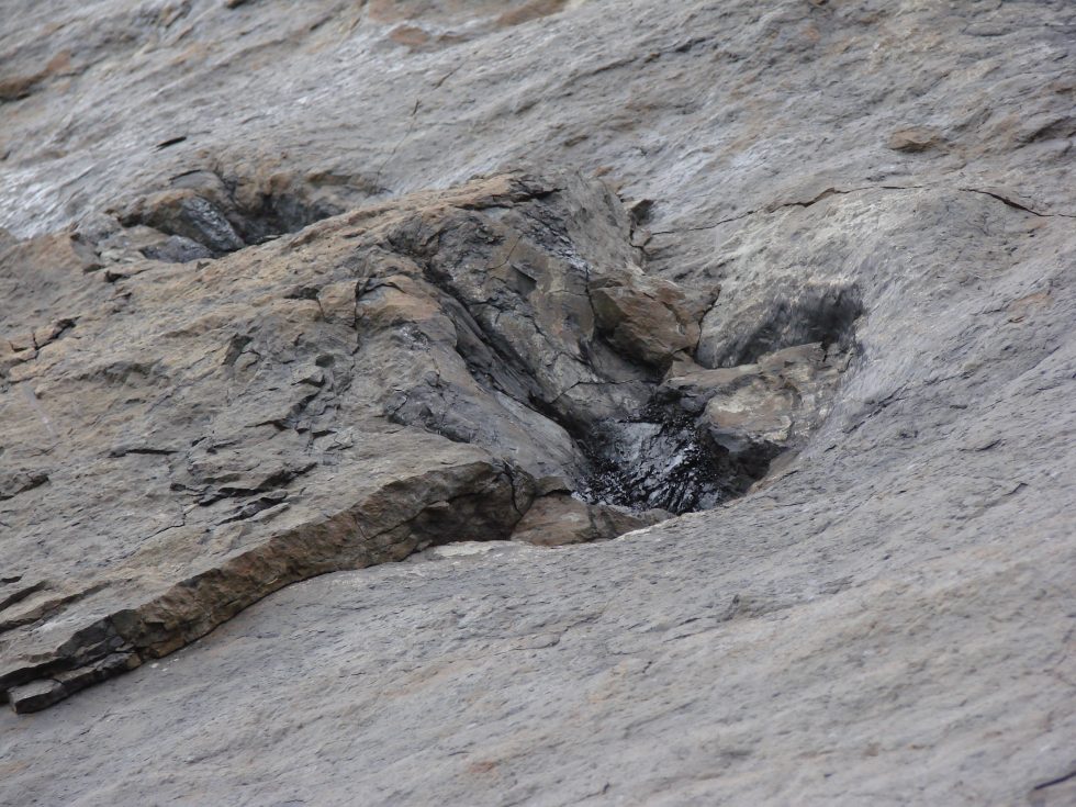 About Polystrate Fossils - IanJuby