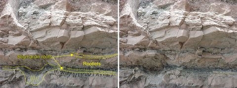 About Polystrate Fossils - IanJuby